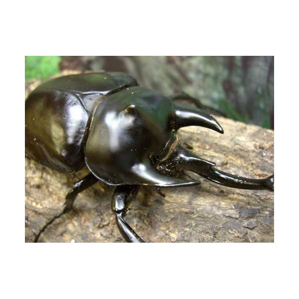 vente coléoptères Disponibilités en coléoptères