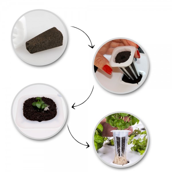 LAITUE CRESSONNETTE MAROCAINE