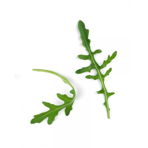 LAITUE CRESSONNETTE MAROCAINE