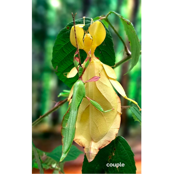 Disponibilités en phasmes