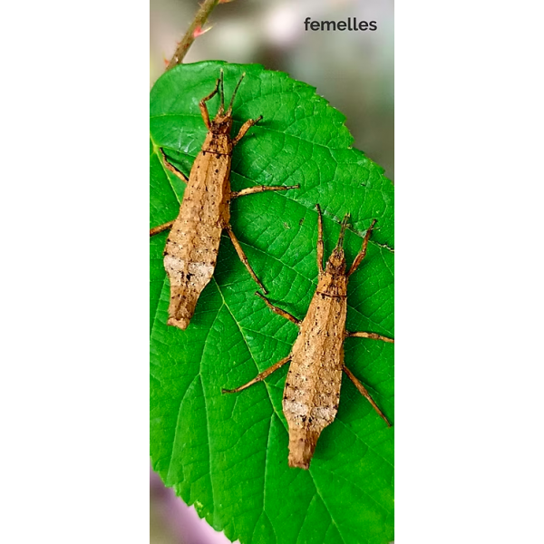 Disponibilités en phasmes