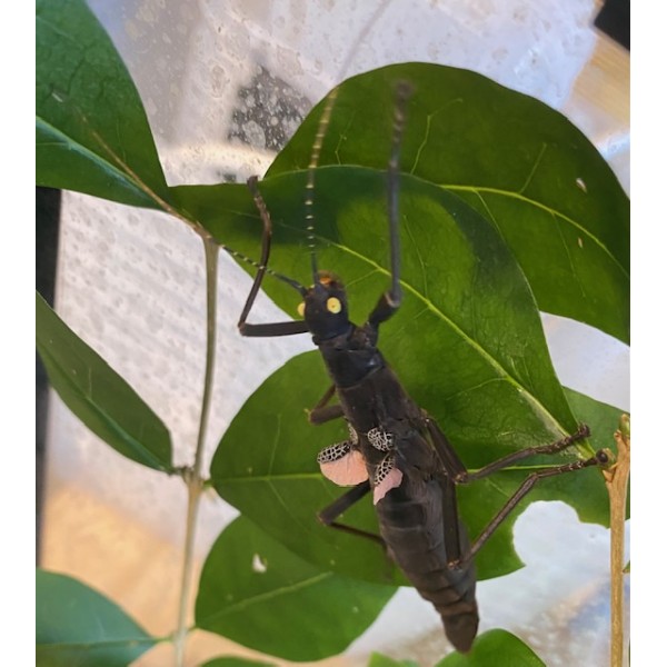 Disponibilités en phasmes